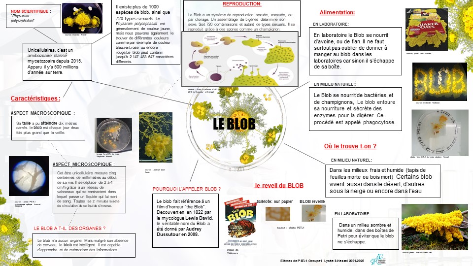 Le Blob au Lycée Stéphane Hessel | Biotechnologies